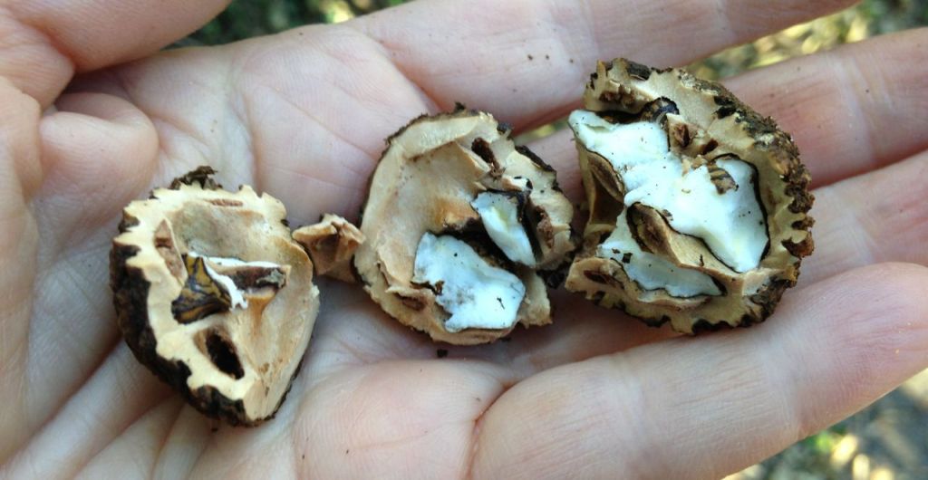 When Life Gives You Walnuts, Make a Lesson Plan | Bible Belt Balabusta