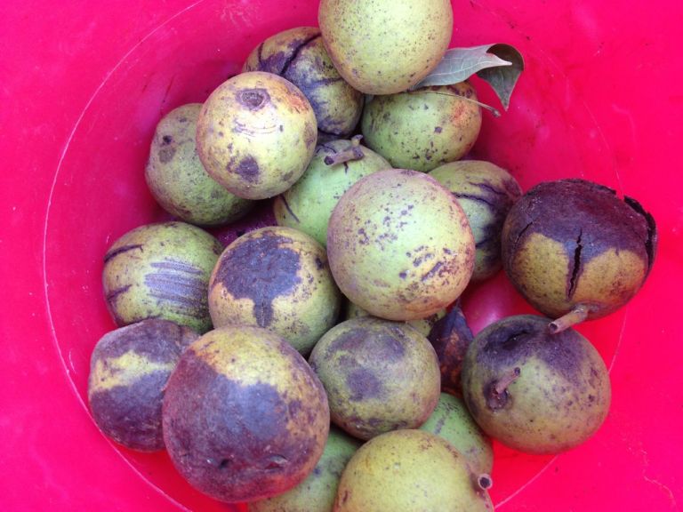 When Life Gives You Walnuts, Make a Lesson Plan | Bible Belt Balabusta